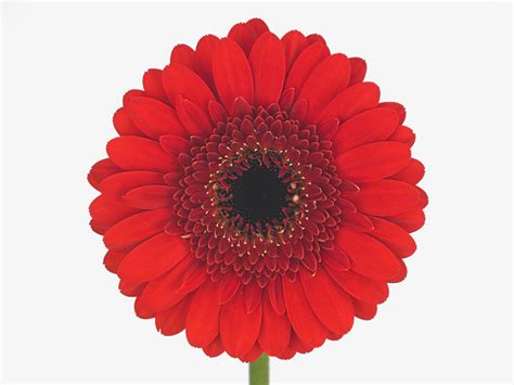 Gerbera Mini Nirvana