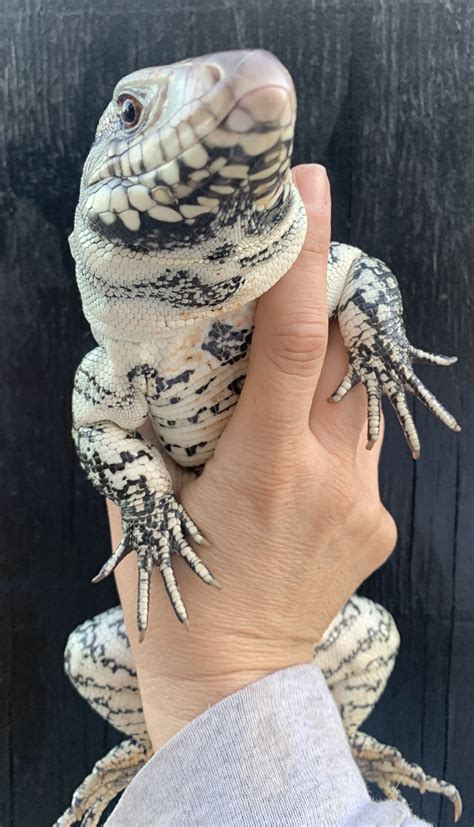 Cute Reptile Lizard