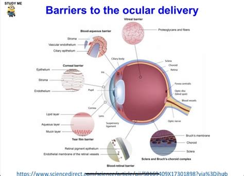 Ocular Formulations Flashcards Quizlet
