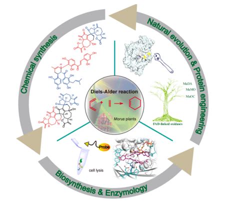 行业热点 雷晓光团队发表acc Chem Res 封面综述文章：总结了十余年间探索分子间d A反应酶的开拓性科学发现