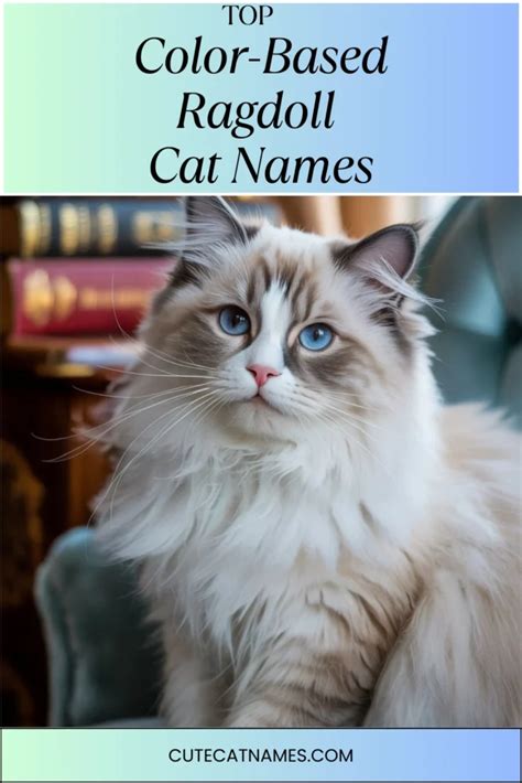 The Best Ragdoll Cat Names—elegant Cute And Perfectly Fluffy