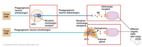 Autonomic Nervous System Flashcards Quizlet