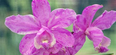 Virus Testing And Identification American Orchid Society