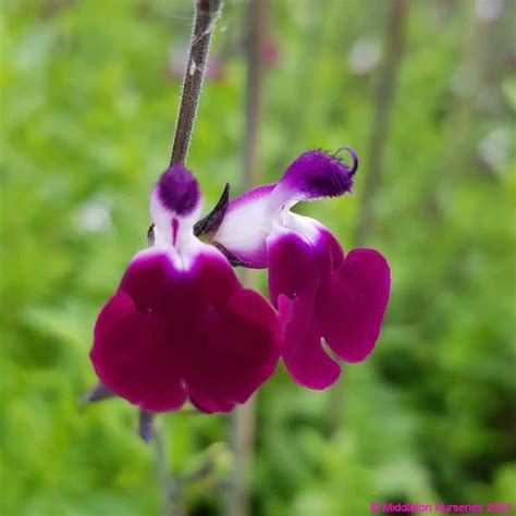 Salvia Greggii Amethyst Lips Dyspurp Lips Series Middleton