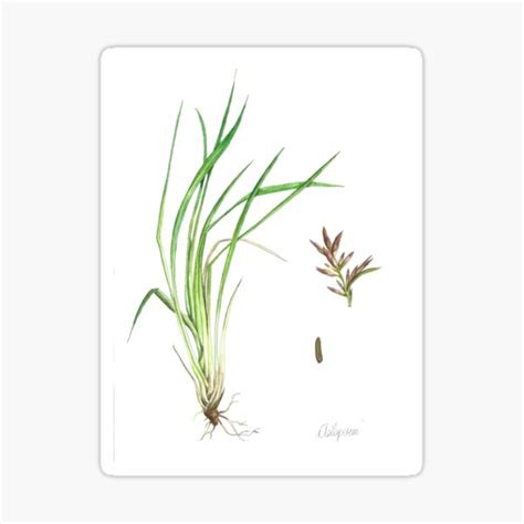 Cymbopogon Nardus Sticker For Sale By Cladonia Redbubble