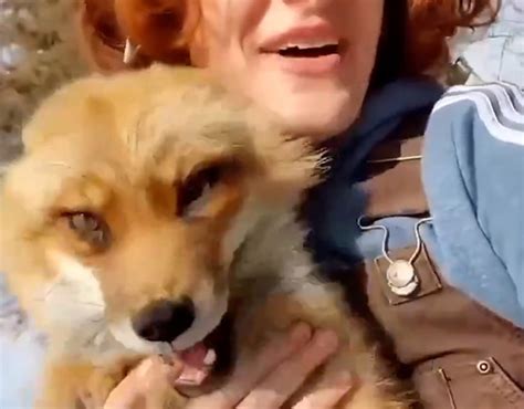 خنده از ته دل عجیب روباه در آغوش یک دختر تابناک Tabnak