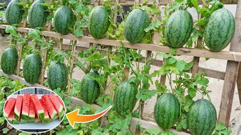 Tips For Growing Hanging Watermelons For Big And Sweet Fruits No One