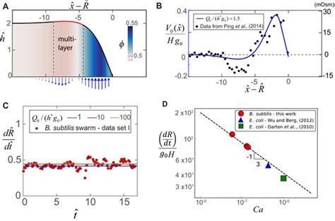 A Multiphase Theory For Spreading Microbial Swarms And Films Elife
