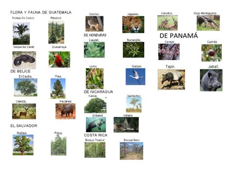 Flora Y Fauna De Guatemala Pdf