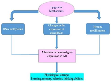 the activation synthesis theory provides a physiological explanation for