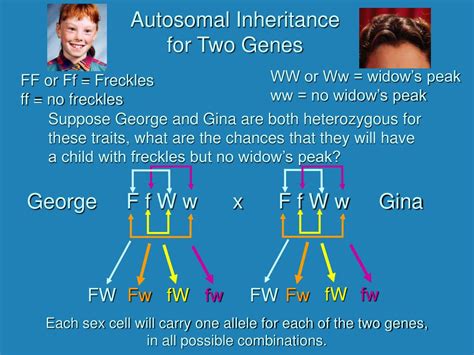 Ppt Human Genetics Powerpoint Presentation Free Download Id 1447706