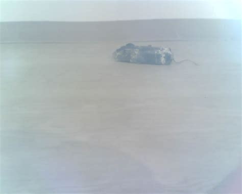 Rat Detection Object Detection Dataset By Data From Engineering