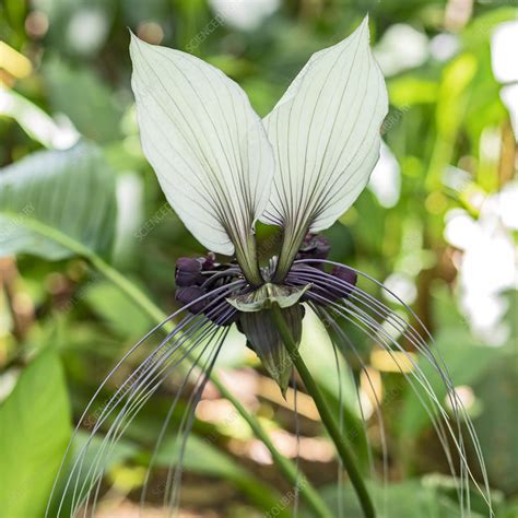 White Batflower Tacca Integrifolia Hawaii Stock Image C044 3181