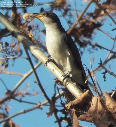 Birdfiles Pictures Yellow Billed Cuckoo Coccyzus Americanus 1 By C