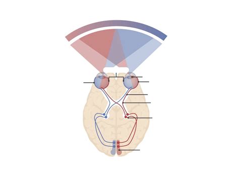 Primary Visual Pathway Quiz