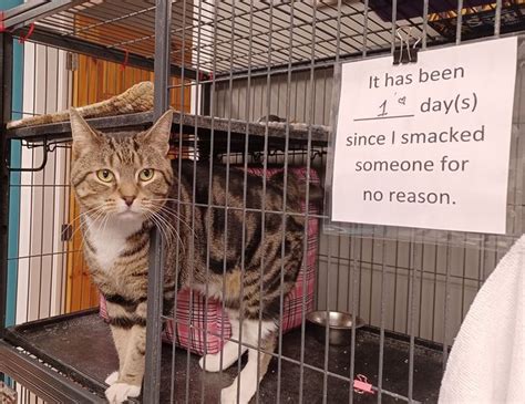 N B S Sassy Shelter Cat Finds Forever Home Following Viral Fame