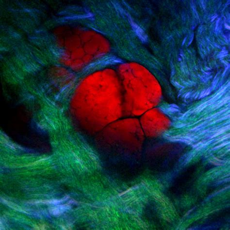 Thorlabs Imaging Systems