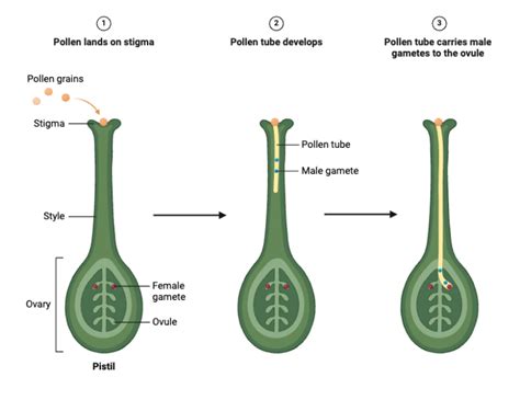 Pollen Grain Structure Types Development And Evolution Biology Notes Online