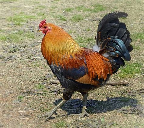 Rhode Island Red Chicken Animal Pictures A Z Animals