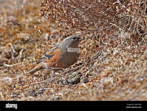Alpine Accentor Prunella Collaris Nipalensis Adult On Dry Vegetation Sela Pass Arunachal