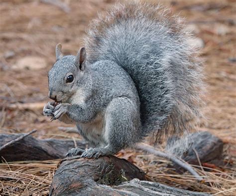 Eastern Vs Western Gray Squirrels Whats The Difference Homes And
