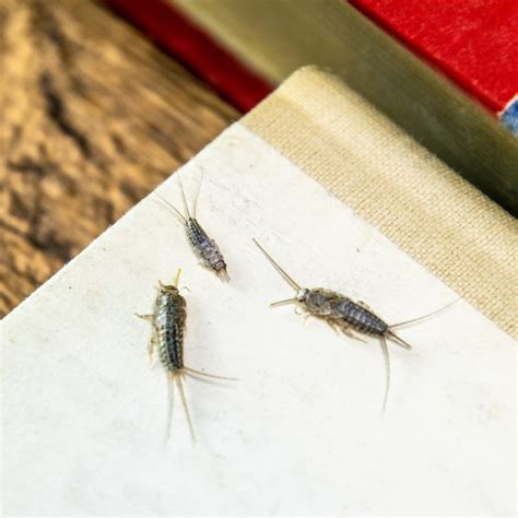 Silver Fish Parasites How To Get Rid Of Silverfish Guide Safeguard