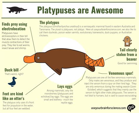 Use Your Brain For Science Infographics