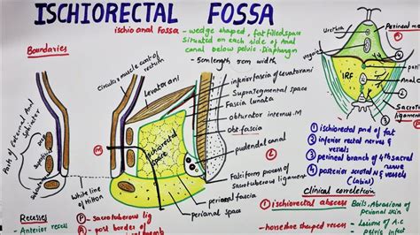 Ischiorectal Fossa Ischioanal Fossa Youtube