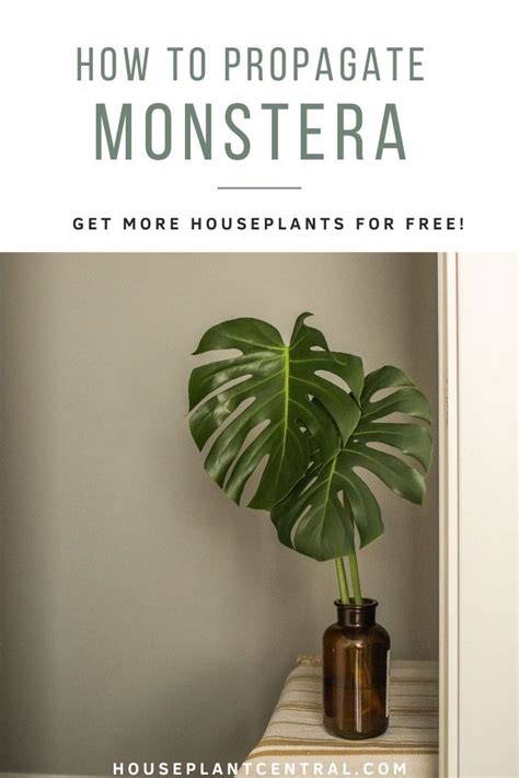 Propagating Monstera Taking Cuttings And Air Layering Propagation Monstera Growing Plants