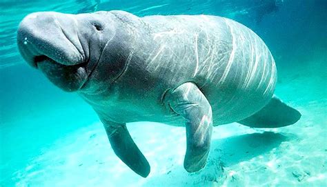 ¿sabes Cuáles Son Los MamÍferos Marinos Te Lo Contamos