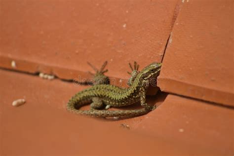 Lagartija Verde En El Techo Foto De Archivo Imagen De Parque Fauna
