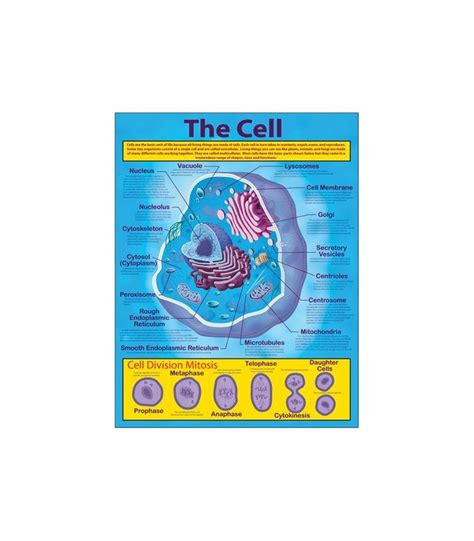 The Cell Chart The Cell Cell Membrane Cell
