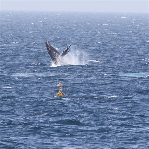 Why Ooi Matters On World Oceans Day Ocean Observatories Initiative