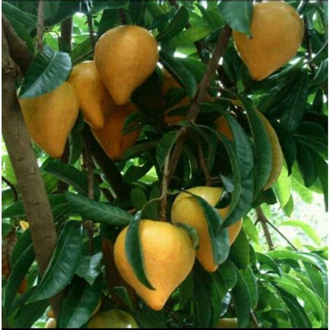 Jual Buah Alkesah Buah Sawo Mentega Dadakan Pulen 1kg Bonus Shopee
