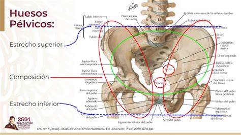 Anatomia De La Pelvispelvis Osea Principales Caracteristicaspptx Pptx