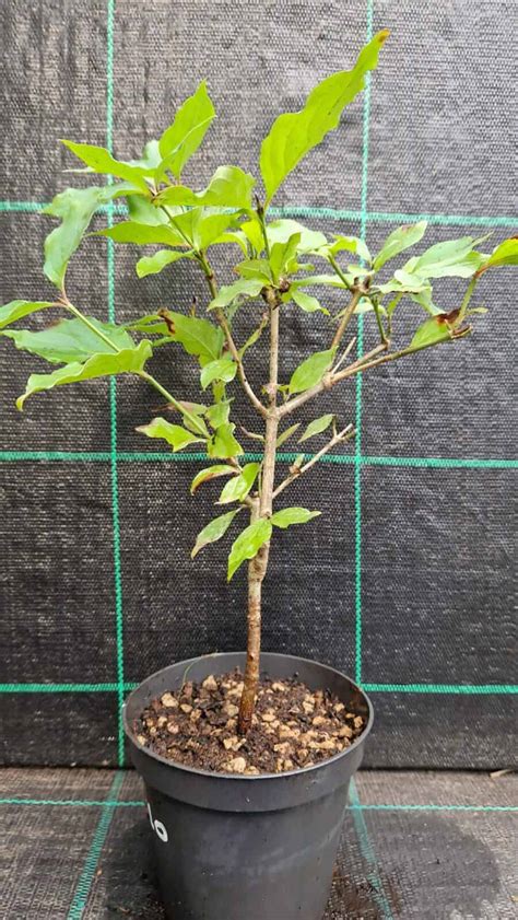 Corniolo Cornus Mas Ilpianetaverdeshop