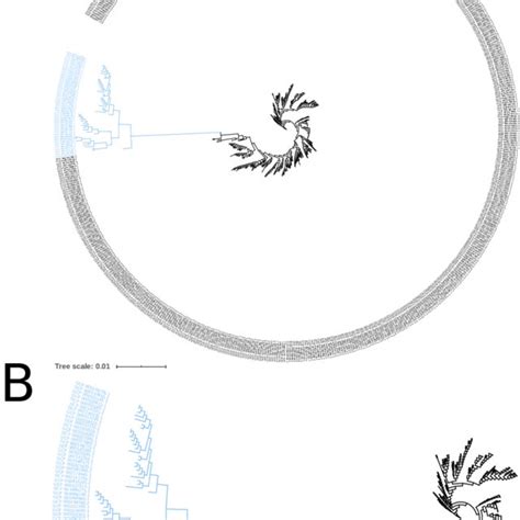 phylogenetic tree based on the alignment of concatenated core genes of