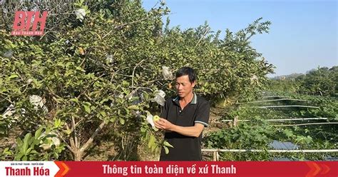 Nông Dân Lê Văn Bình Làm Giàu Trên đồng đất Trũng