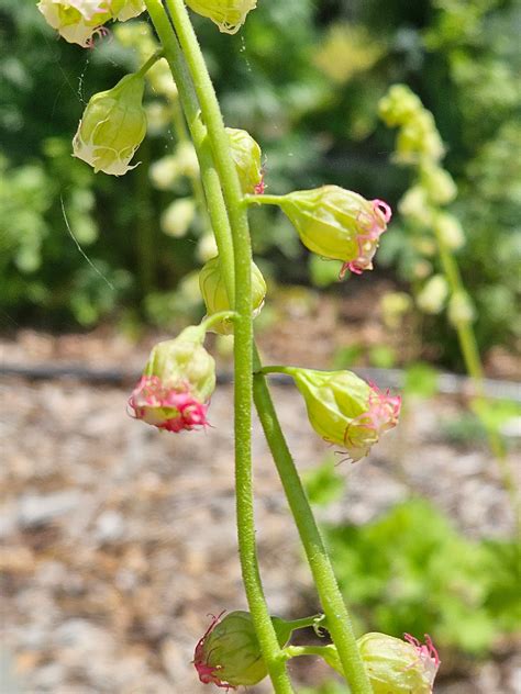 Tellima Grandiflora Fringe Cups The Old Dairy Nursery And Gardens