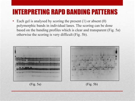 Random Amplified Polymorphic Dna Rapd Pptx
