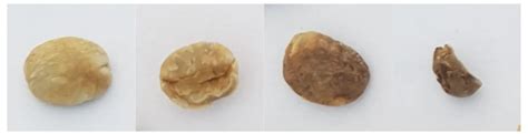 defect green coffee bean detection using image recognition and