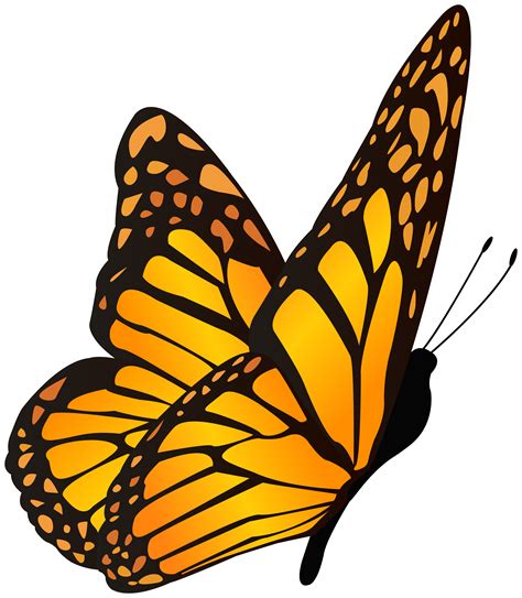 Orange Butterfly Png Clip Art Image Butterfly Clip Art Butterfly Porn