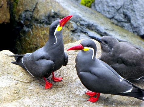 Inca Tern Ocean Treasures Memorial Library
