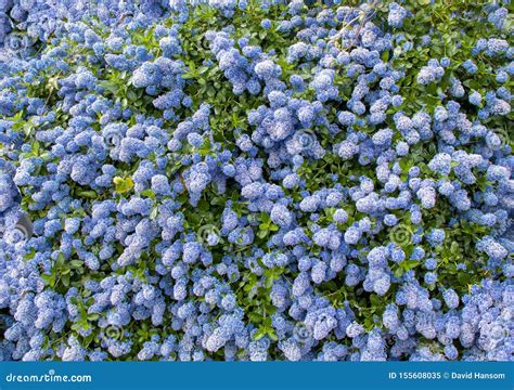 The Flowers Of The Ceanothus Shrub Stock Image Image Of Flower Deep