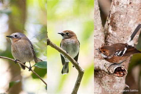 ハワイ・エレパイオ（ハワイヒタキ） アヌヘア：ハワイの花・植物・野鳥図鑑 Hawaii Elepaio Chasiempis