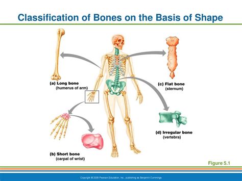 The Skeletal System Ppt Download