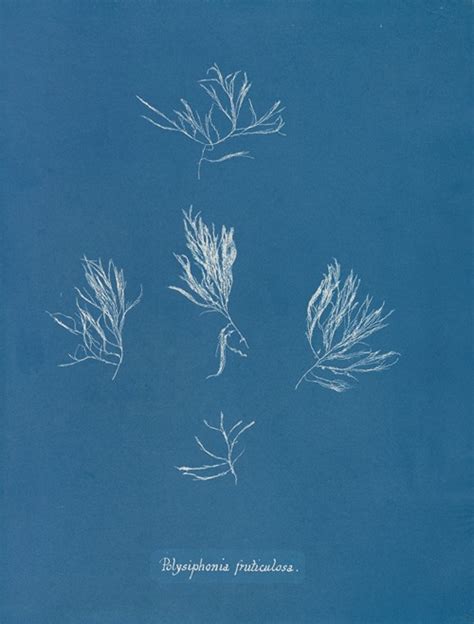 Rhodomenia Bifida By Anna Atkins Artvee