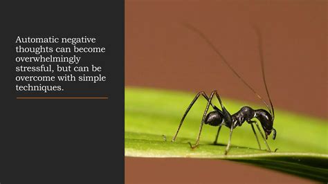 Automatic Negative Thoughts Ants Pptx