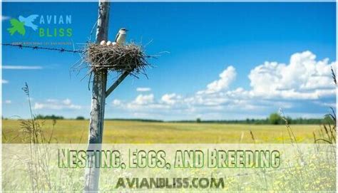Scissor Tailed Flycatcher Identification Habitat And Behavior Guide