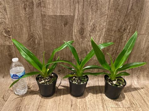 Phrag Rocquier × Twilight 4” Pot Everything Orchids